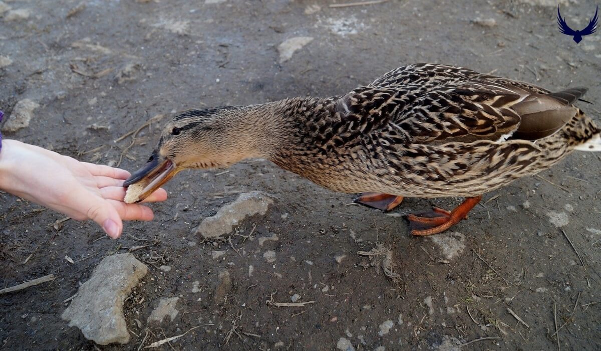 Can Ducks Eat Bread? Say No to Bread for Ducks 2026