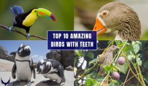 Top 10 Amazing Birds with Teeth - Birds Aura