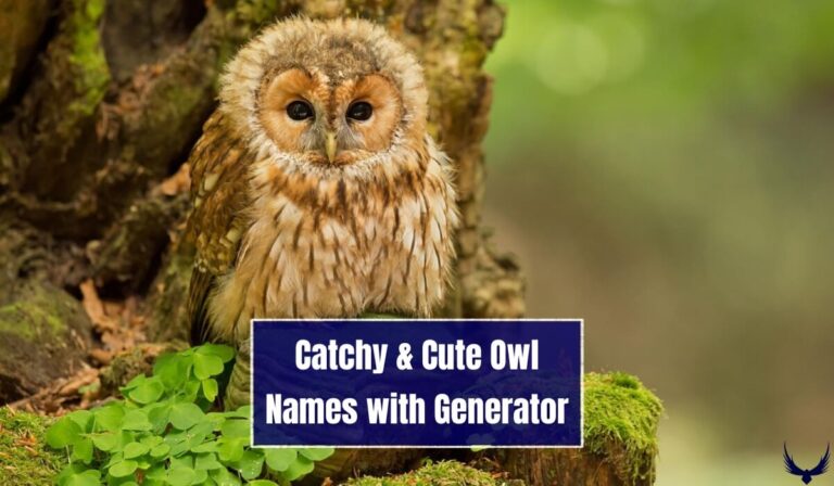 400+ Catchy & Cute Owl Names with Generator - Birds Aura