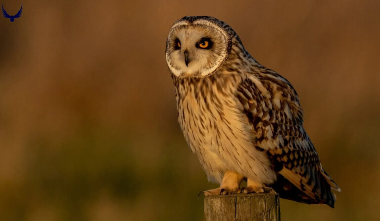 400+ Catchy & Cute Owl Names with Generator - Birds Aura