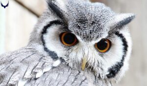 400+ Catchy & Cute Owl Names with Generator - Birds Aura