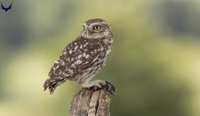 400+ Catchy & Cute Owl Names with Generator - Birds Aura