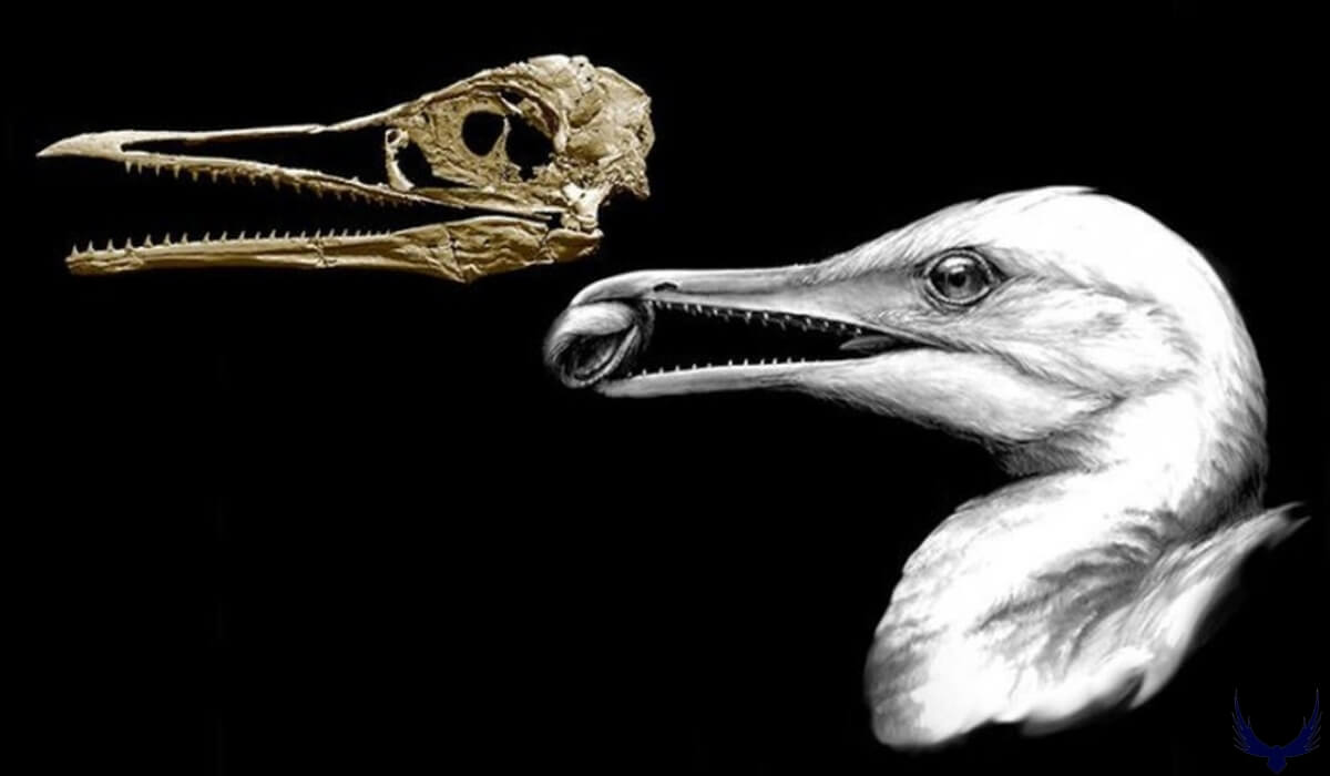 Top 10 Amazing Birds with Teeth - Birds Aura