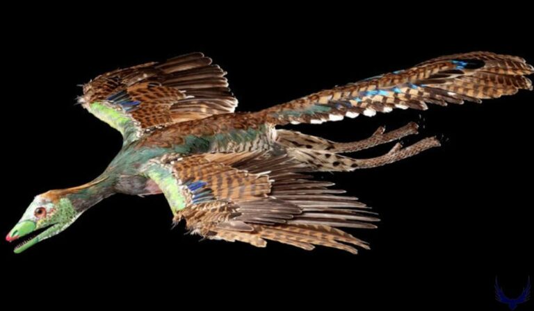 Top 10 Amazing Birds with Teeth - Birds Aura