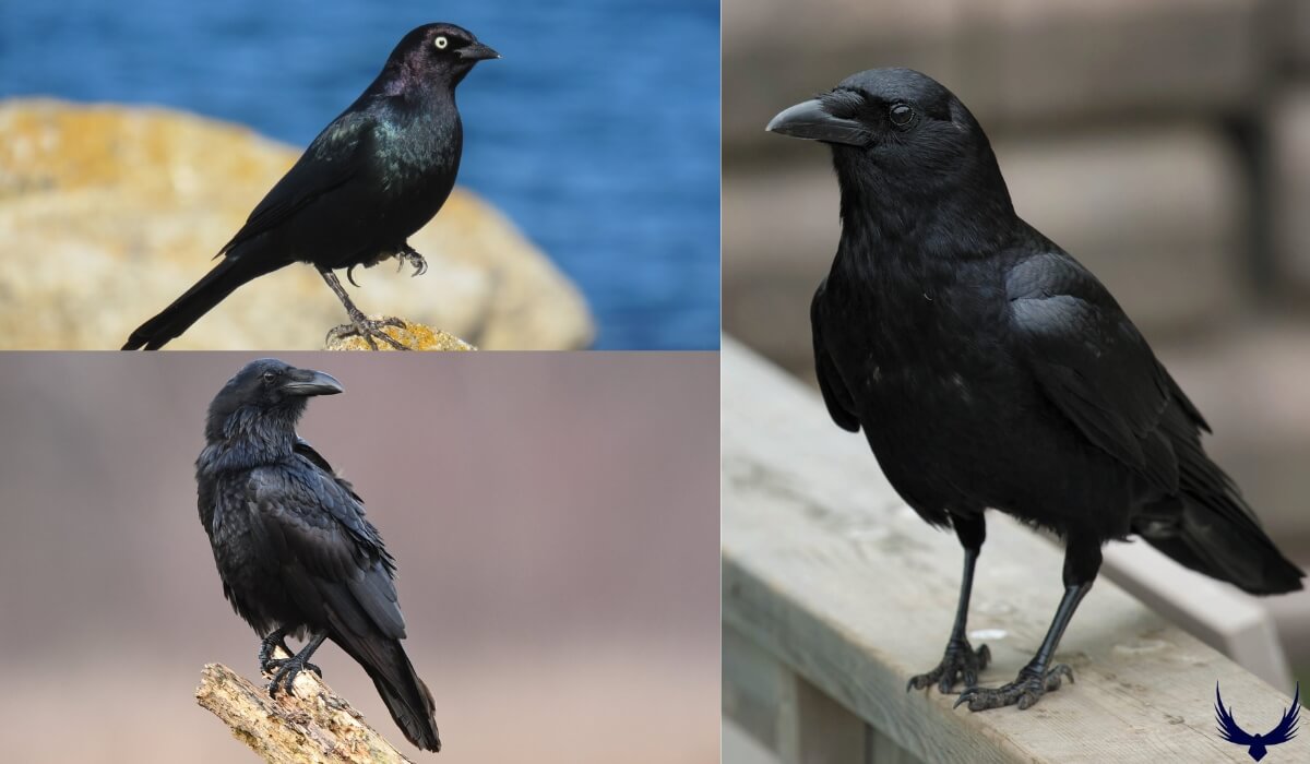 Raven vs Crow vs Blackbird: Which Bird is Which? Birds Aura
