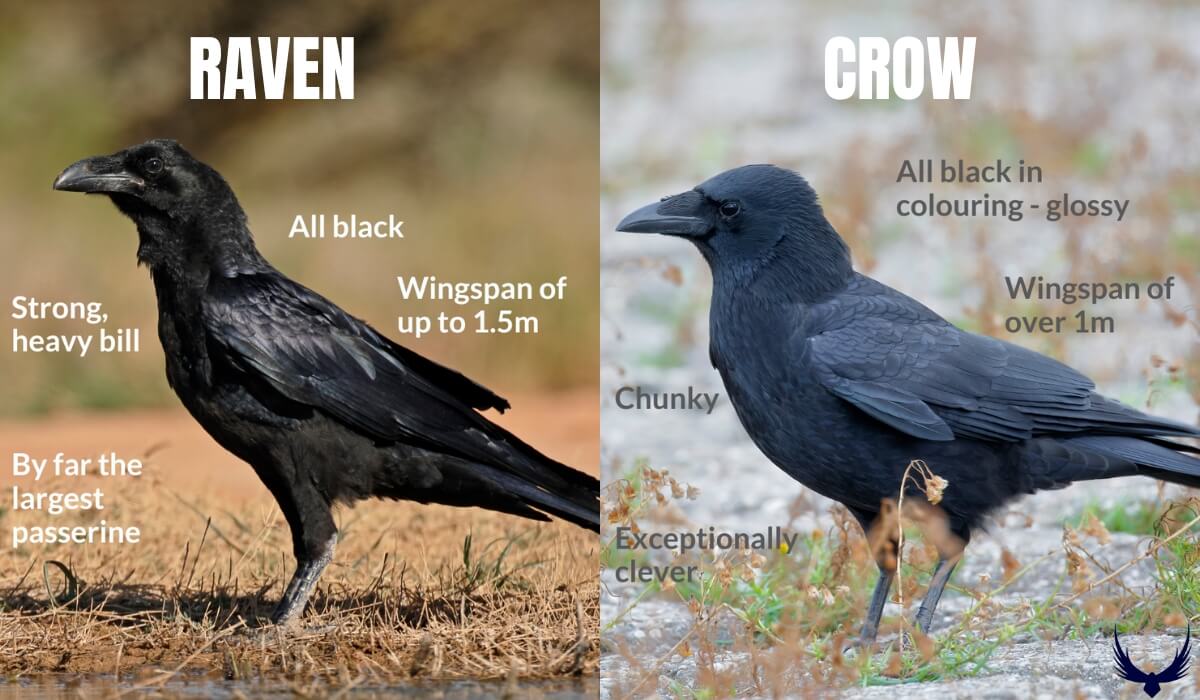 Raven vs Crow vs Blackbird: Which Bird is Which? Birds Aura