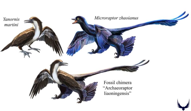 Top 10 Amazing Birds with Teeth - Birds Aura