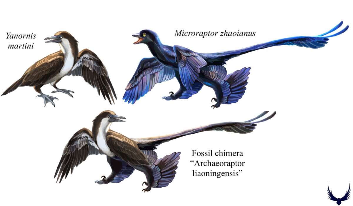 Top 10 Amazing Birds with Teeth - Birds Aura