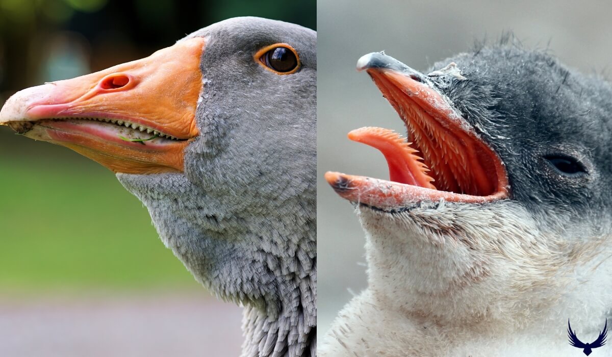 Top 10 Amazing Birds with Teeth - Birds Aura